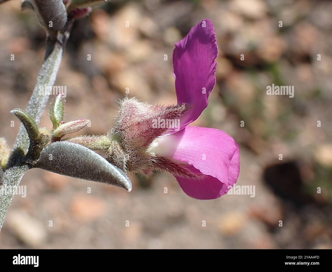 Hairy Capesweetpea (Podalyria burchellii) Plantae Stock Photo - Alamy