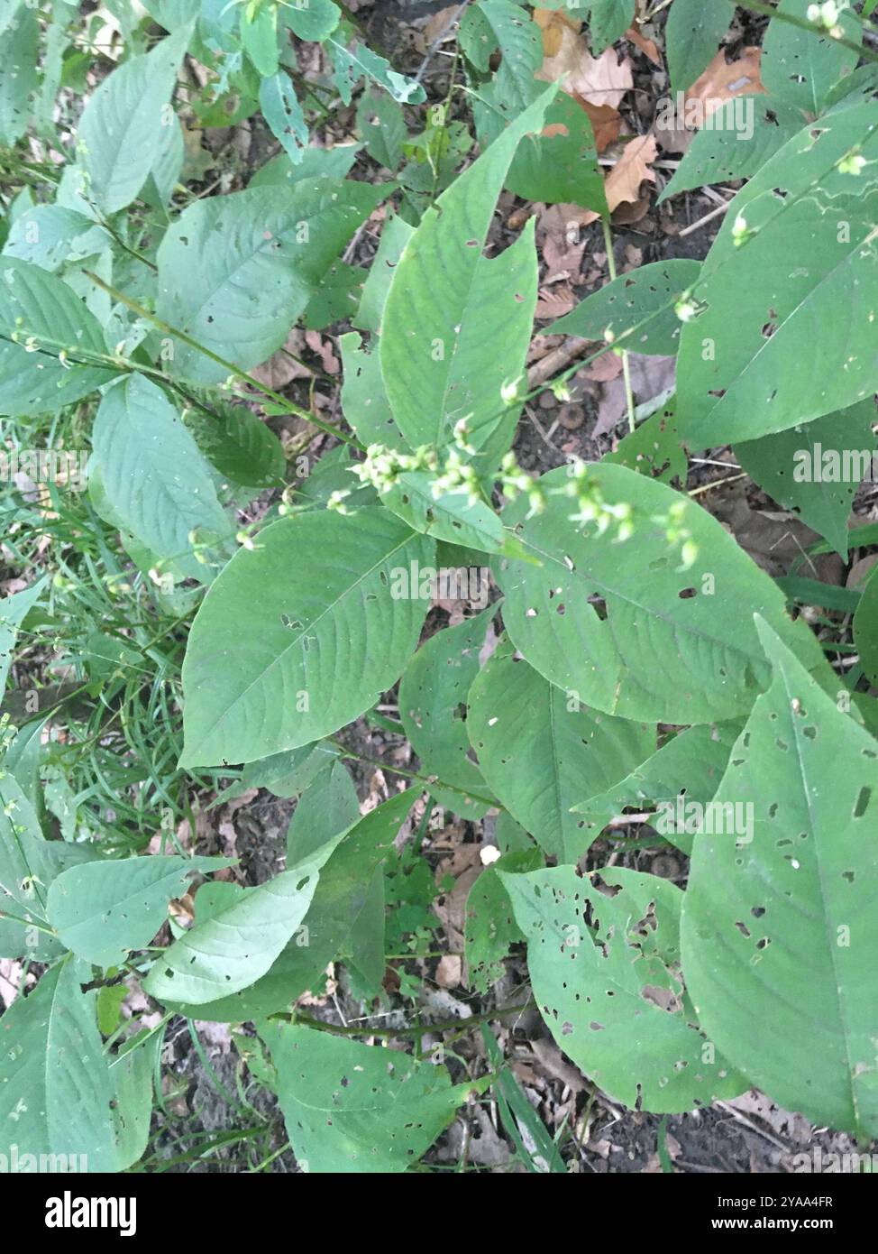 American jumpseed (Persicaria virginiana) Plantae Stock Photo - Alamy