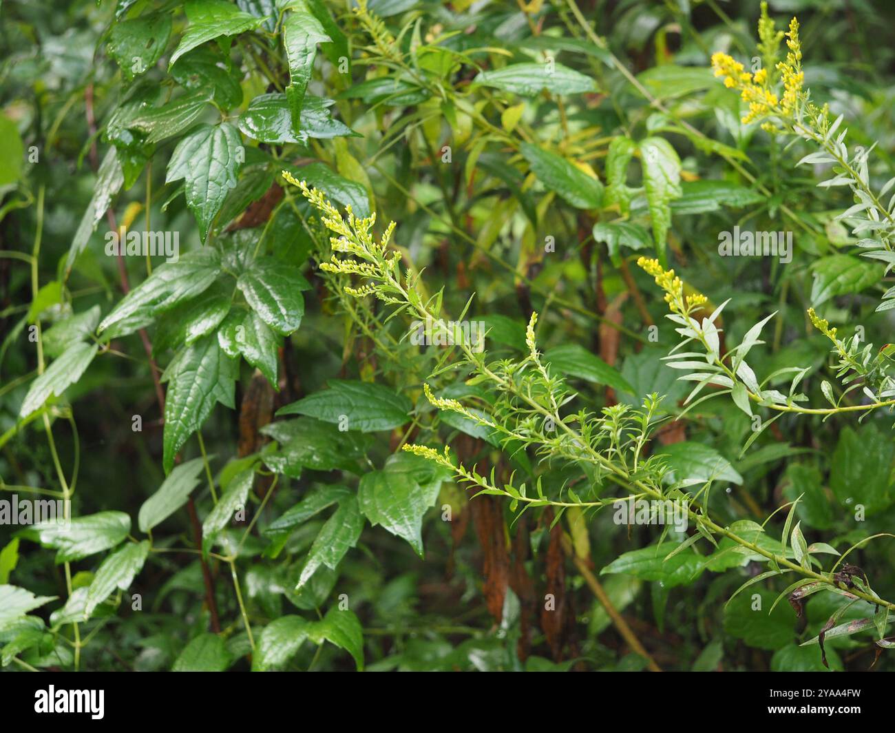 tall goldenrod (Solidago altissima) Plantae Stock Photo - Alamy
