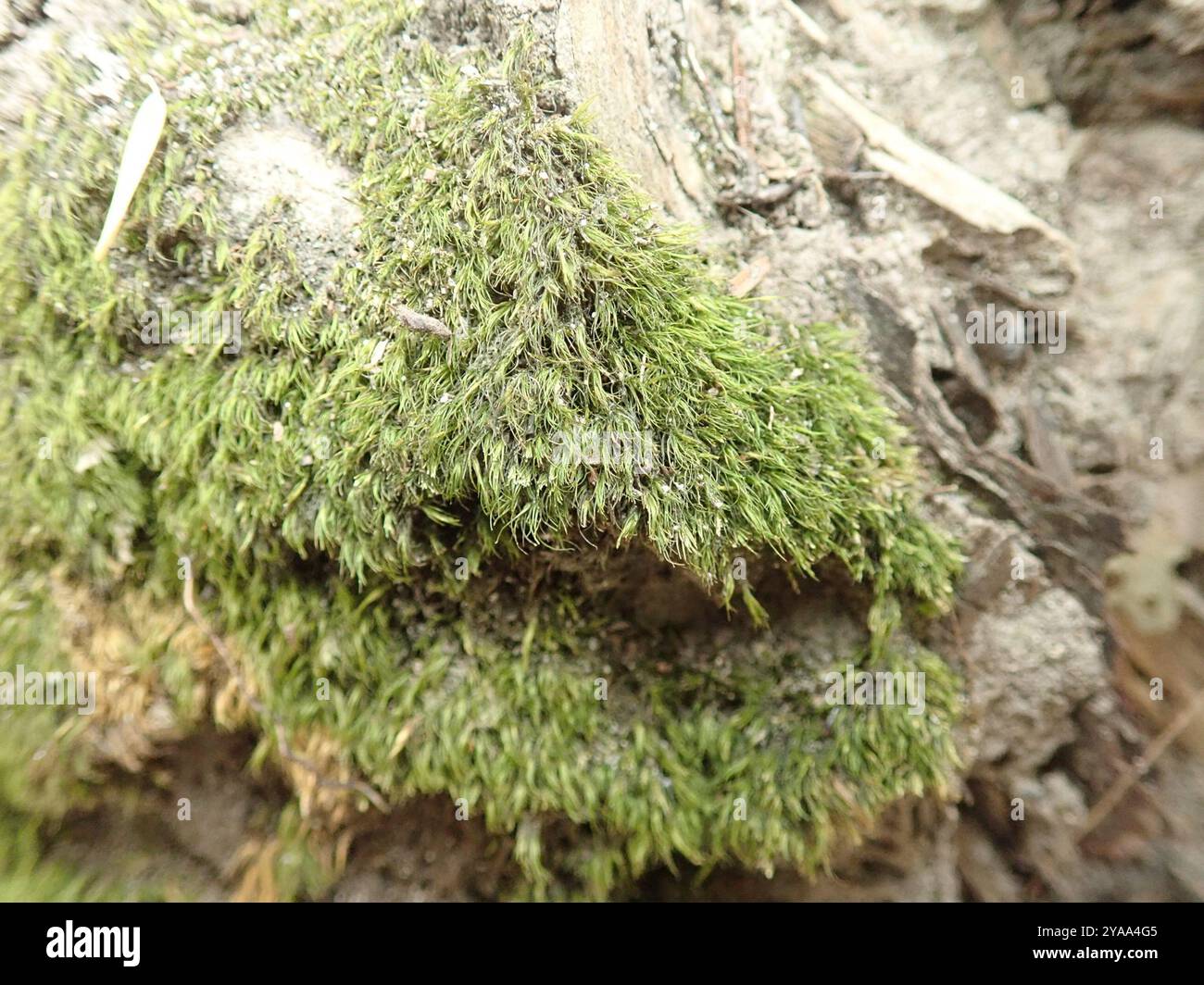 Silky Forklet-moss (Dicranella heteromalla) Plantae Stock Photo - Alamy