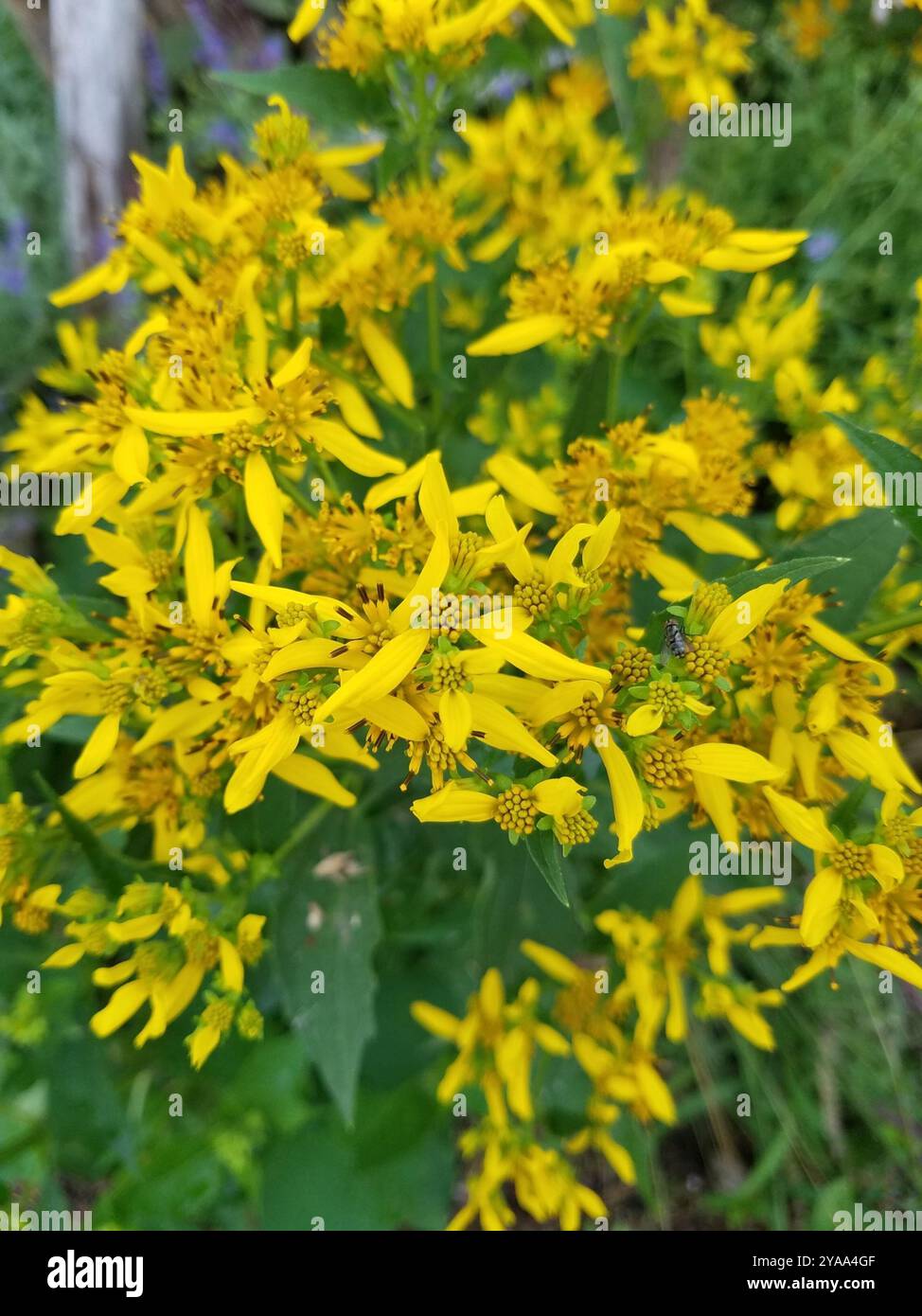 Yellow Crownbeard (Verbesina occidentalis) Plantae Stock Photo - Alamy