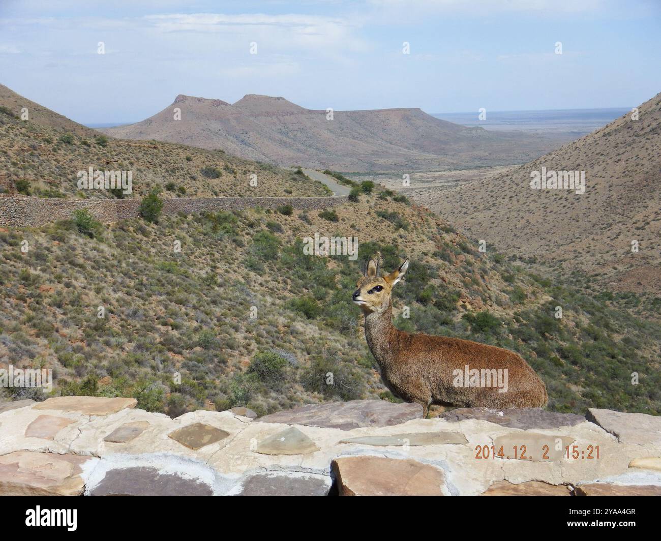 Cape Klipspringer (Oreotragus oreotragus oreotragus) Mammalia Stock ...