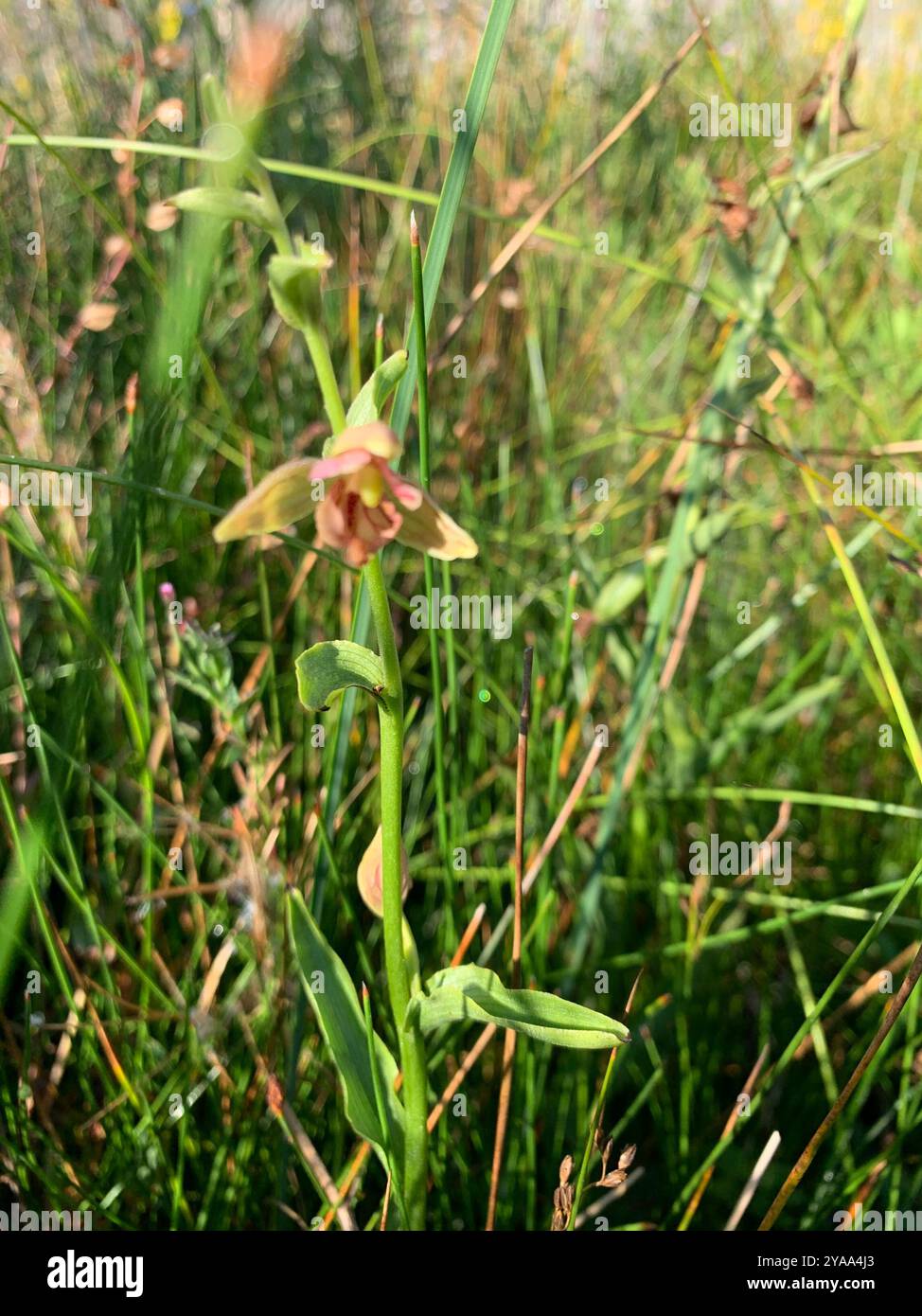 Stream Orchid (Epipactis gigantea) Plantae Stock Photo - Alamy