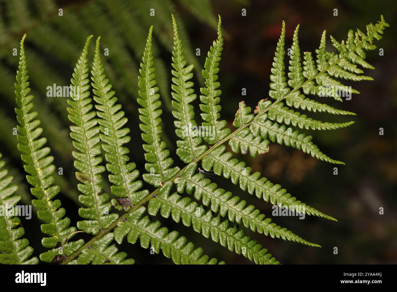Golden-scaled Male-fern (Dryopteris affinis) Plantae Stock Photo - Alamy