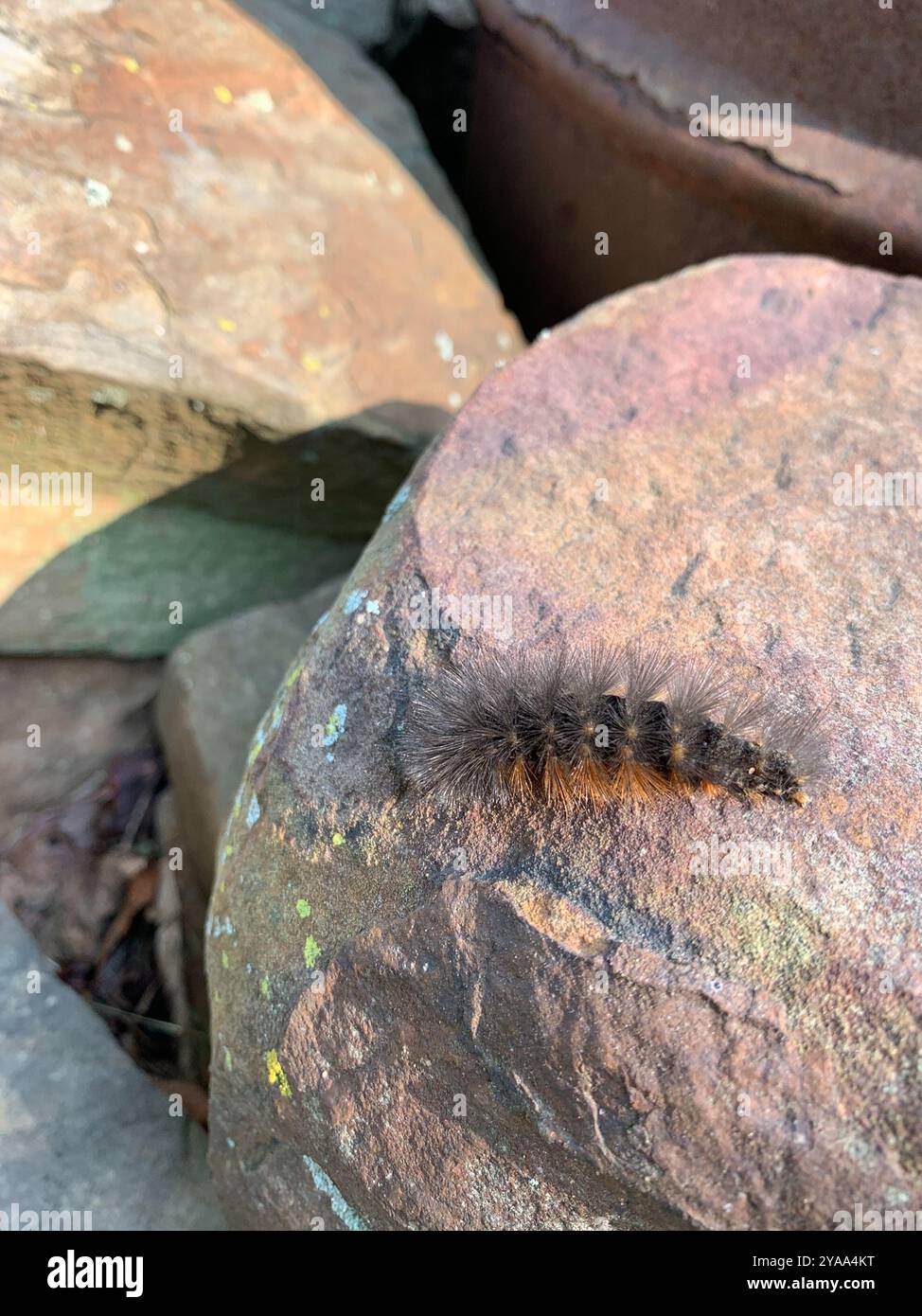 Salt Marsh Moth (Estigmene acrea) Insecta Stock Photo - Alamy
