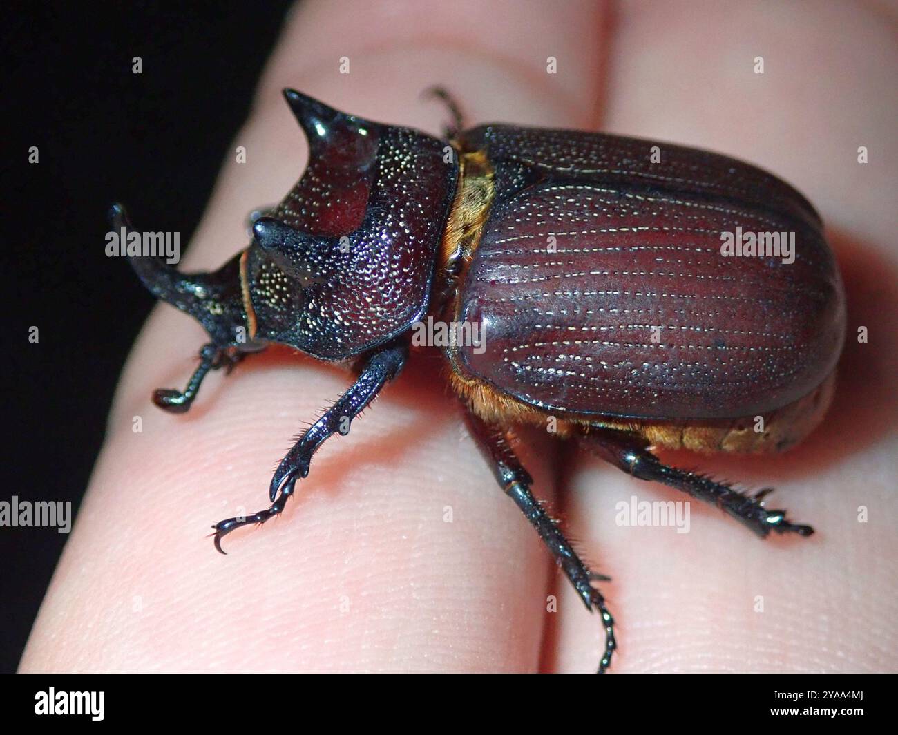 (Coelosis bicornis) Insecta Stock Photo - Alamy