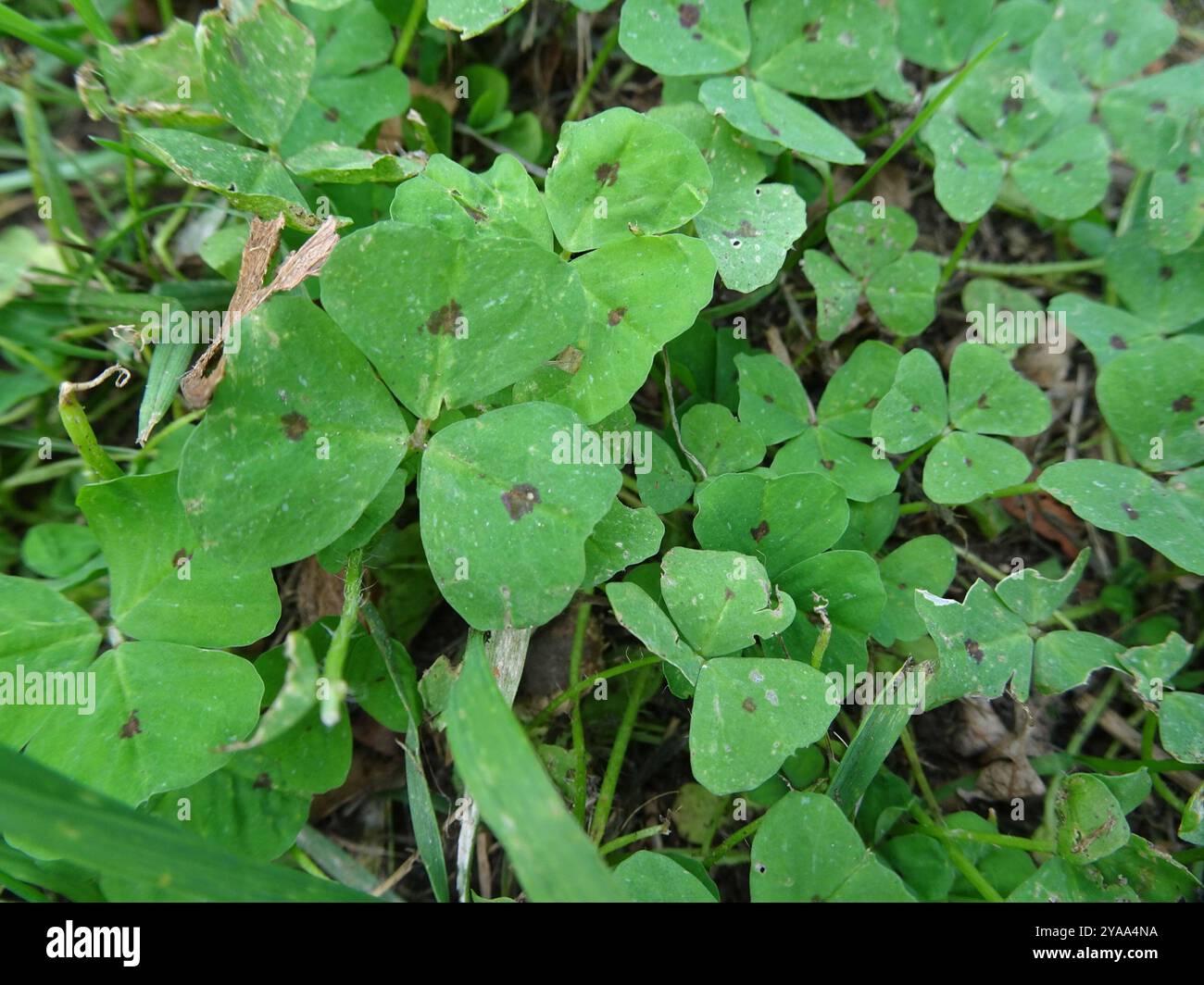 Spotted medick (Medicago arabica) Plantae Stock Photo - Alamy