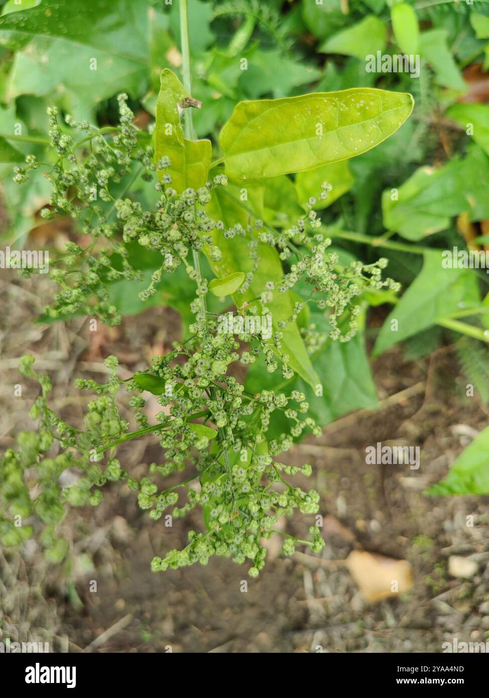 Eurasian maple-leaved goosefoot (Chenopodiastrum hybridum) Plantae ...
