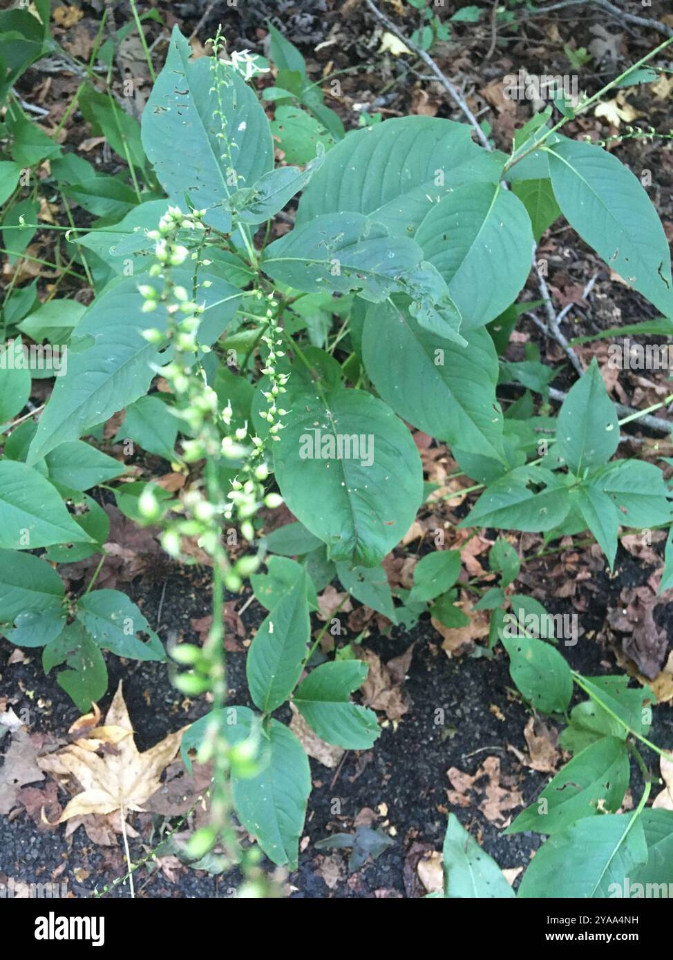 American jumpseed (Persicaria virginiana) Plantae Stock Photo - Alamy