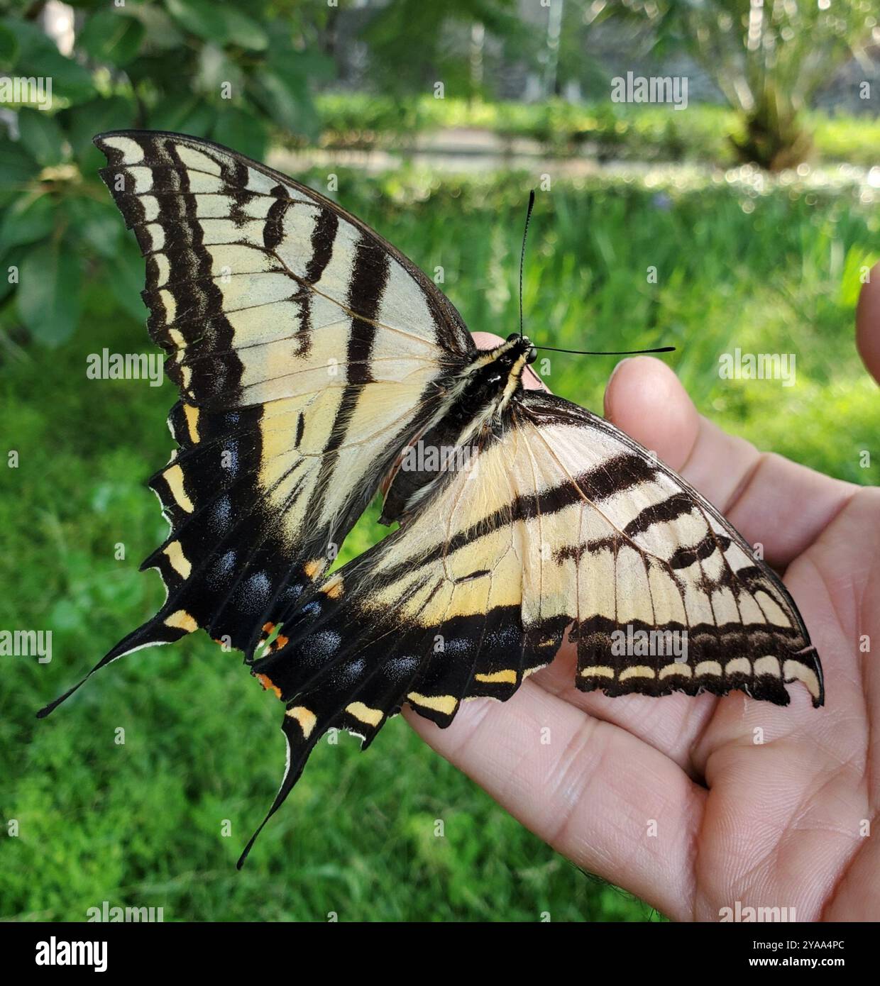 Two-tailed Swallowtail (Papilio multicaudata) Insecta Stock Photo - Alamy