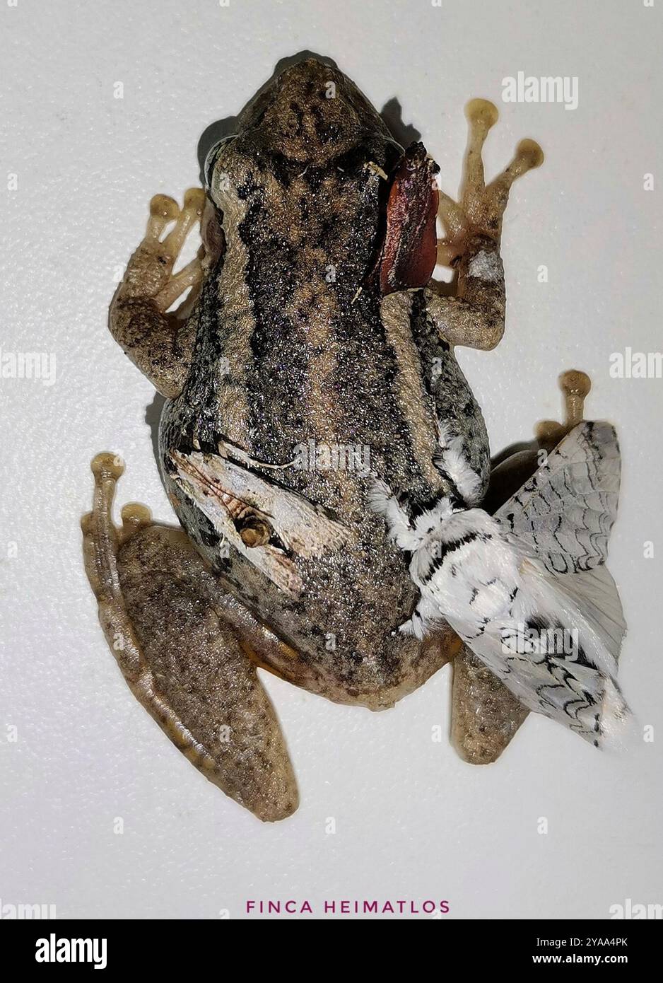 Red Snouted Tree Frog (Scinax ruber) Amphibia Stock Photo - Alamy