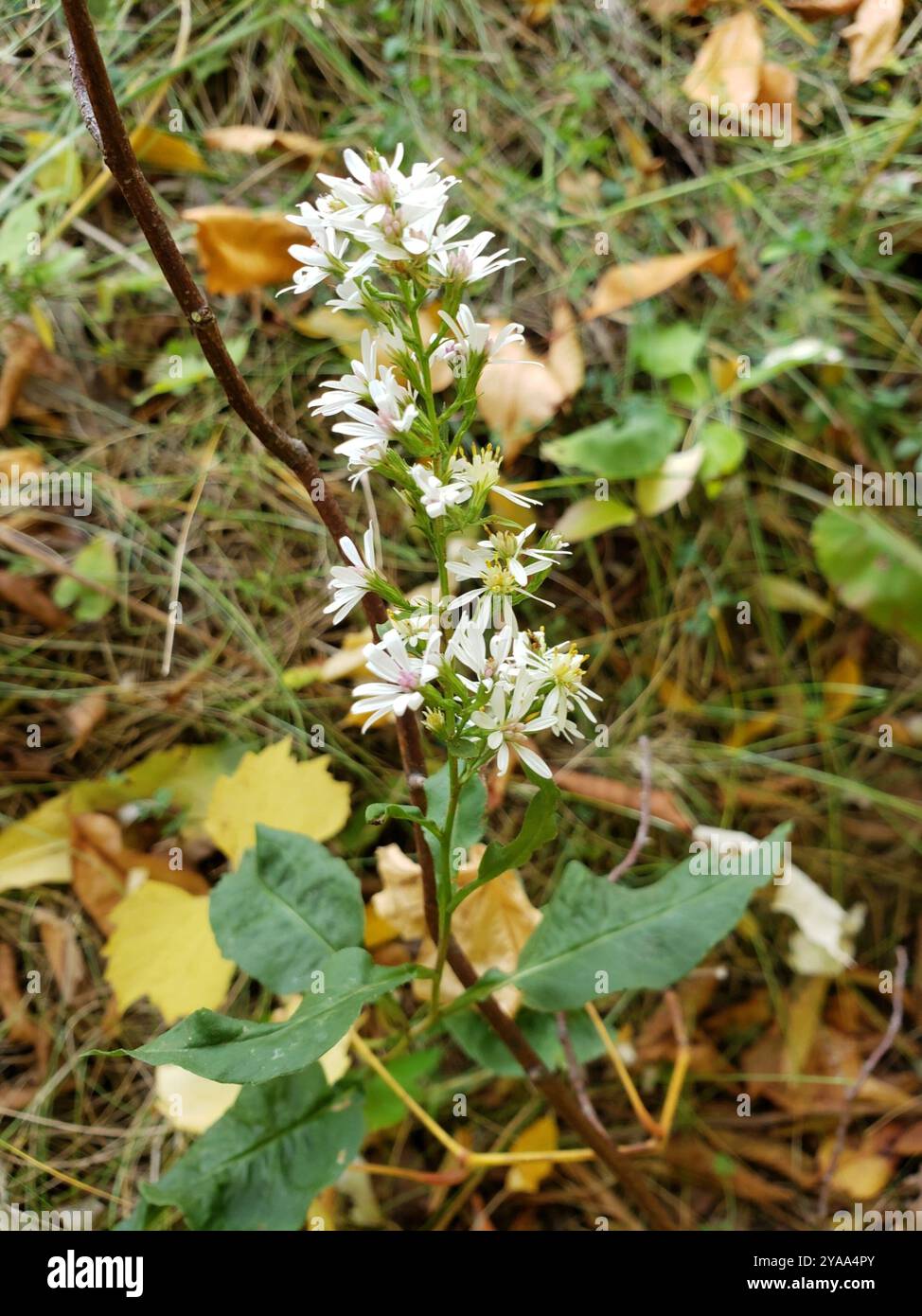 Arrow-leaved Aster (Symphyotrichum urophyllum) Plantae Stock Photo - Alamy