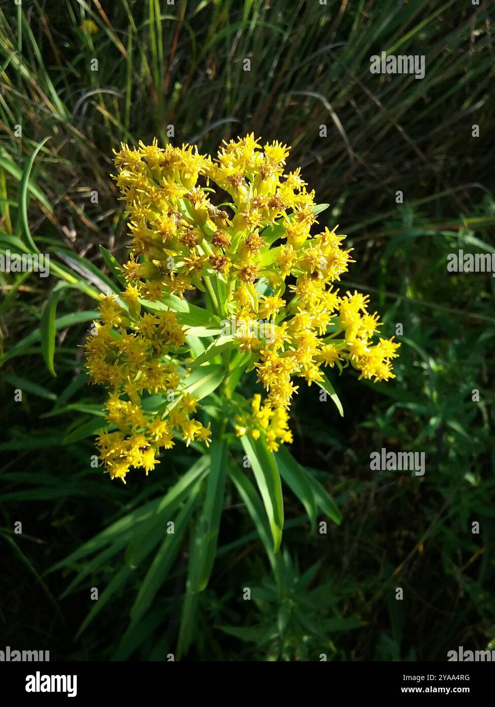 Riddell's goldenrod (Solidago riddellii) Plantae Stock Photo - Alamy