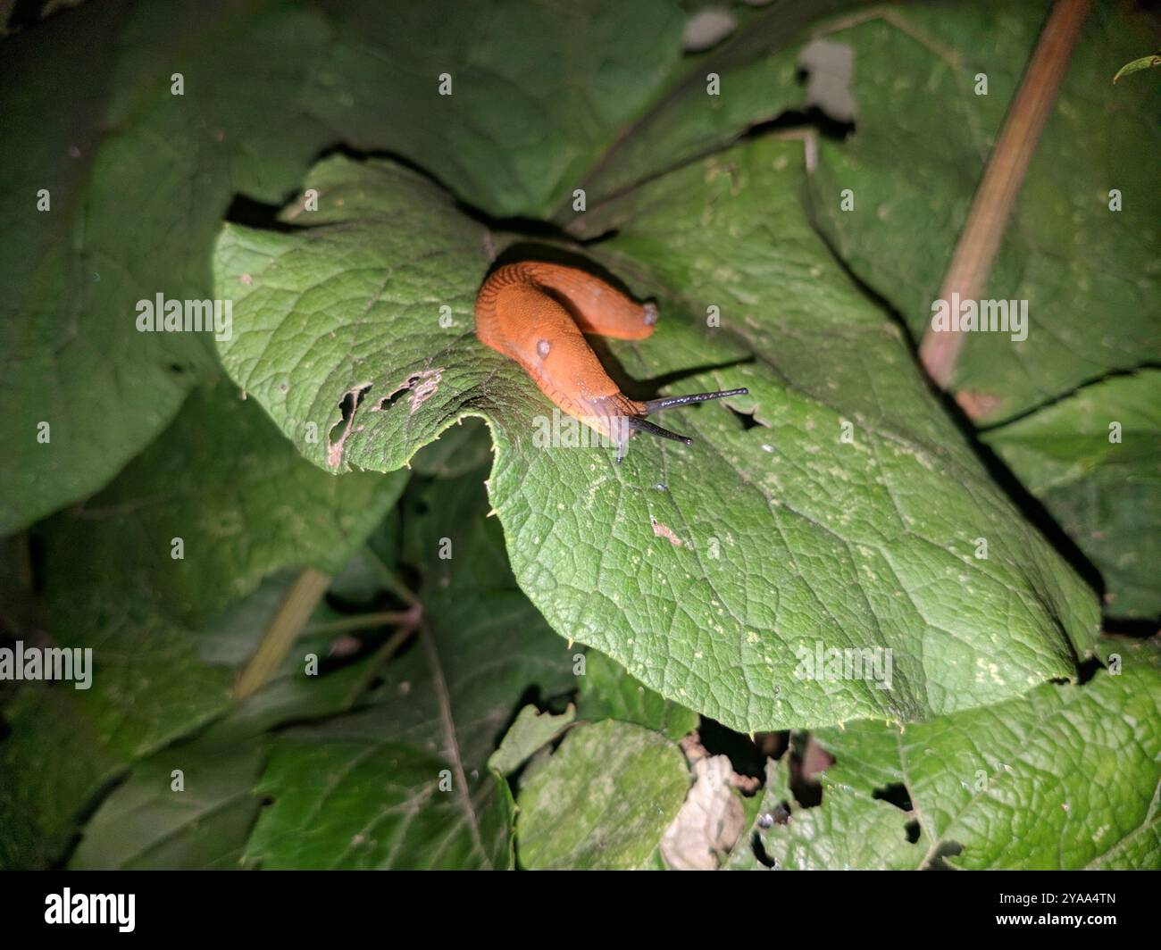 Spanish Slug (Arion vulgaris) Mollusca Stock Photo - Alamy