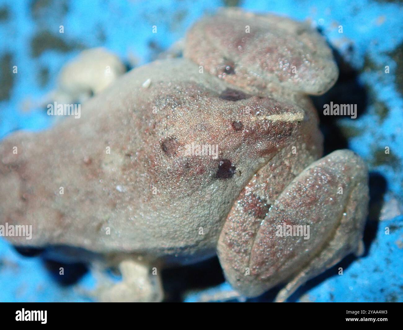 Central Dwarf Frog (Physalaemus centralis) Amphibia Stock Photo - Alamy