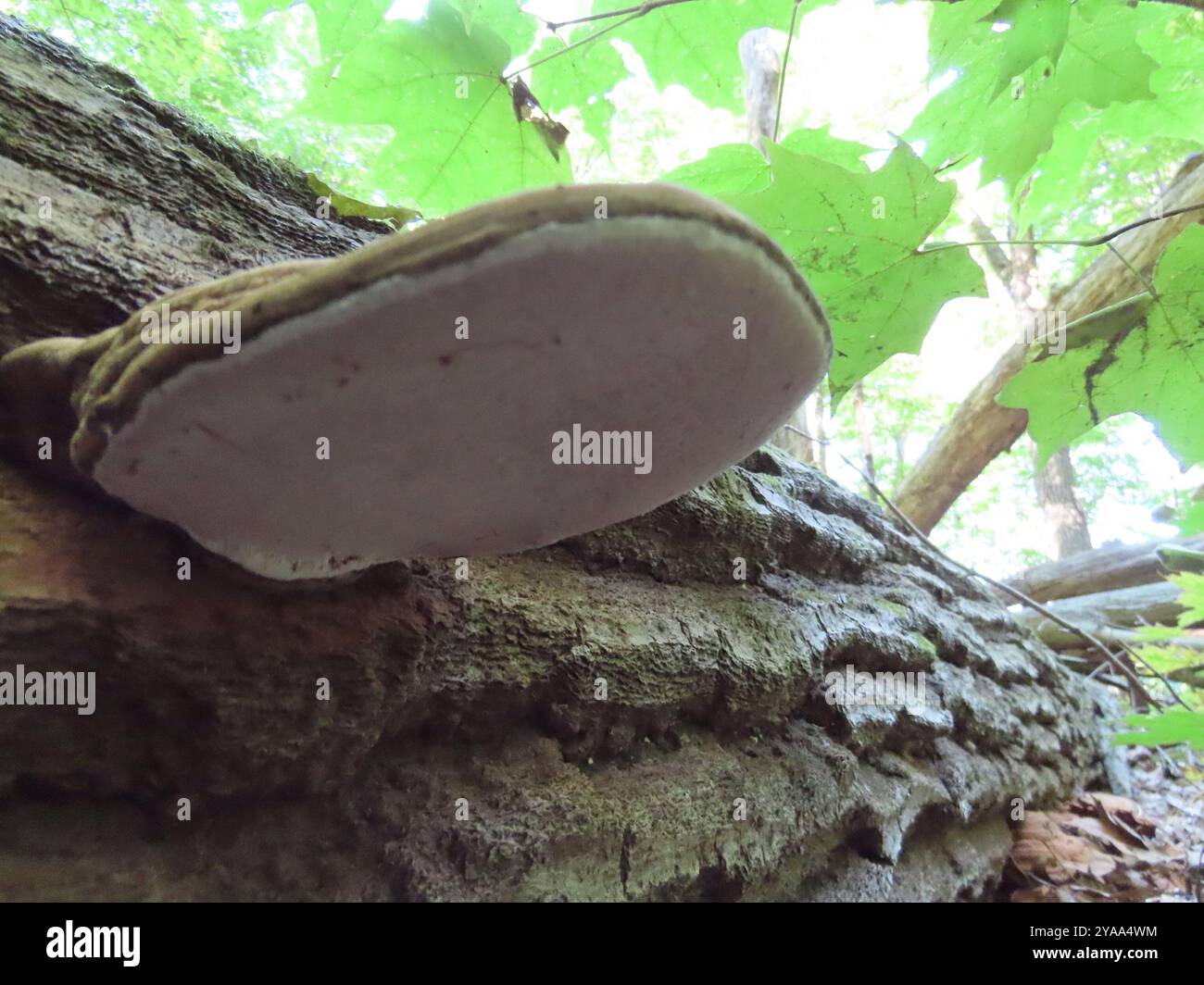 artist's bracket (Ganoderma applanatum) Fungi Stock Photo - Alamy