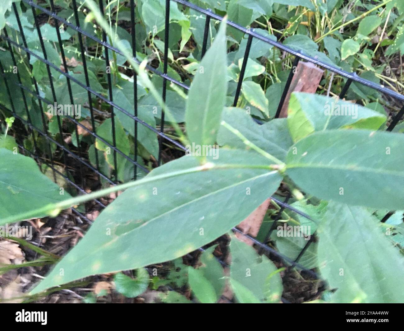 American jumpseed (Persicaria virginiana) Plantae Stock Photo - Alamy