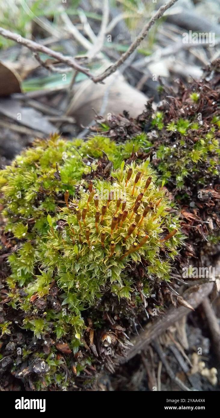 Austral Poop Moss (Tayloria octoblepharum) Plantae Stock Photo - Alamy