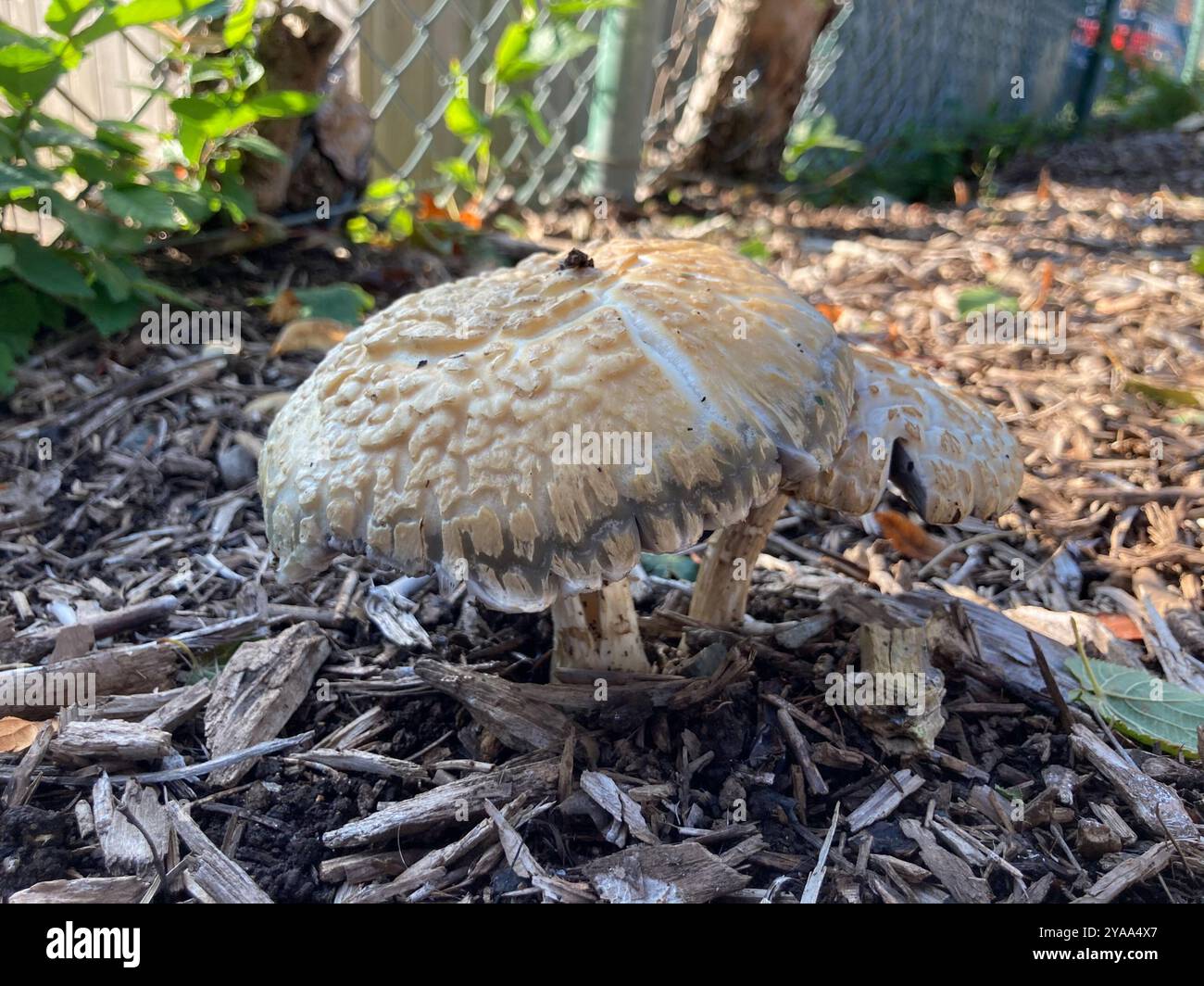 Mulch Fieldcap (Agrocybe putaminum) Fungi Stock Photo - Alamy