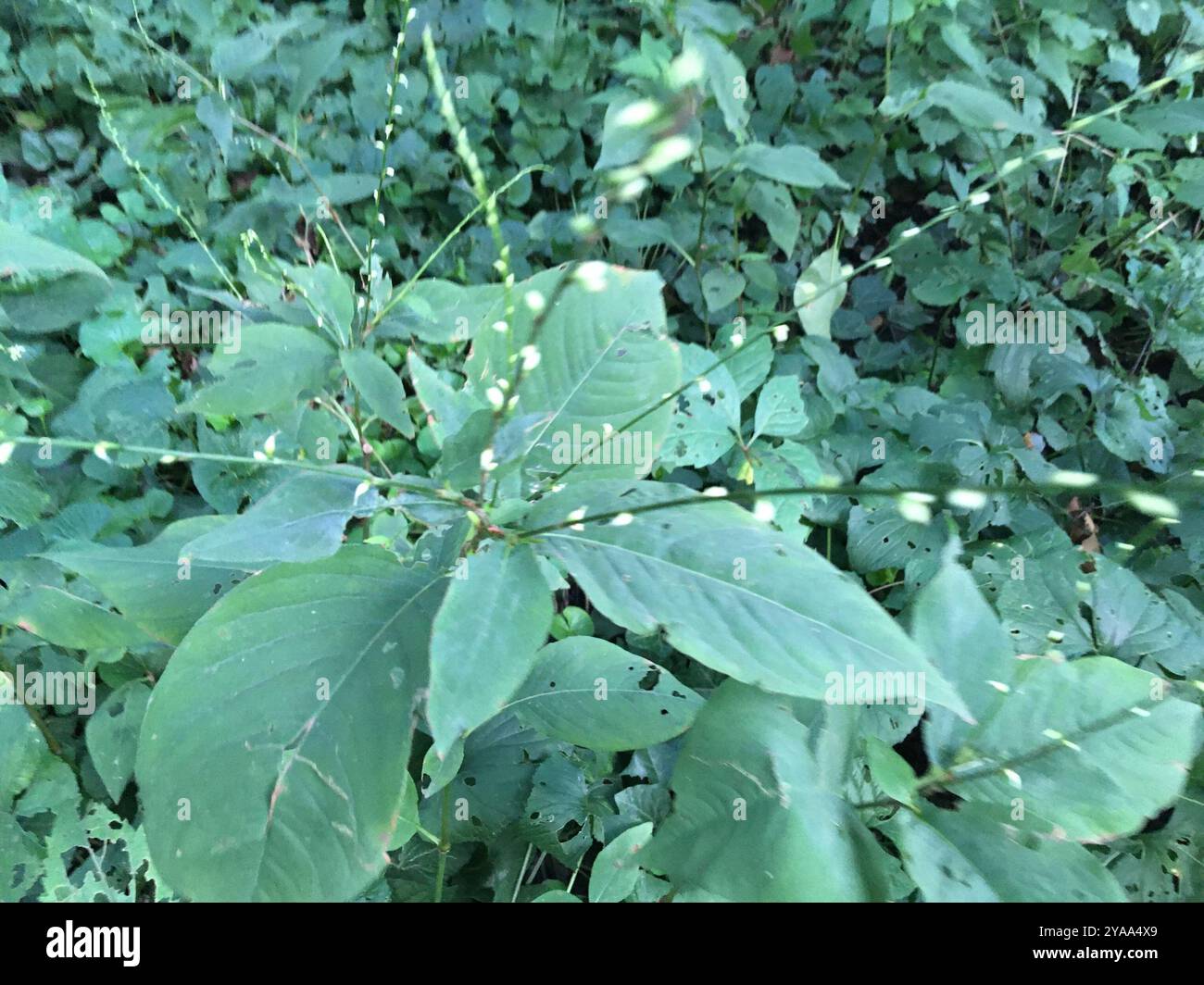 American jumpseed (Persicaria virginiana) Plantae Stock Photo - Alamy