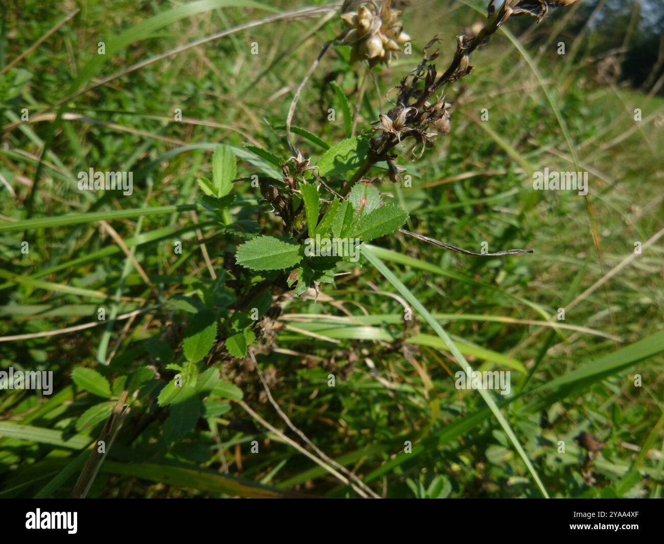 Spiny restharrow (Ononis spinosa) Plantae Stock Photo - Alamy