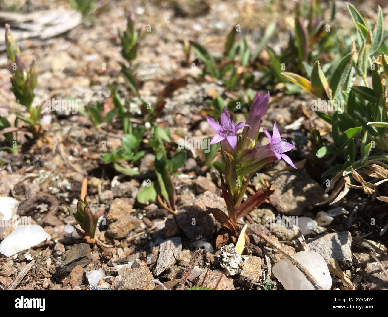 northern gentian (Gentianella amarella acuta) Plantae Stock Photo - Alamy