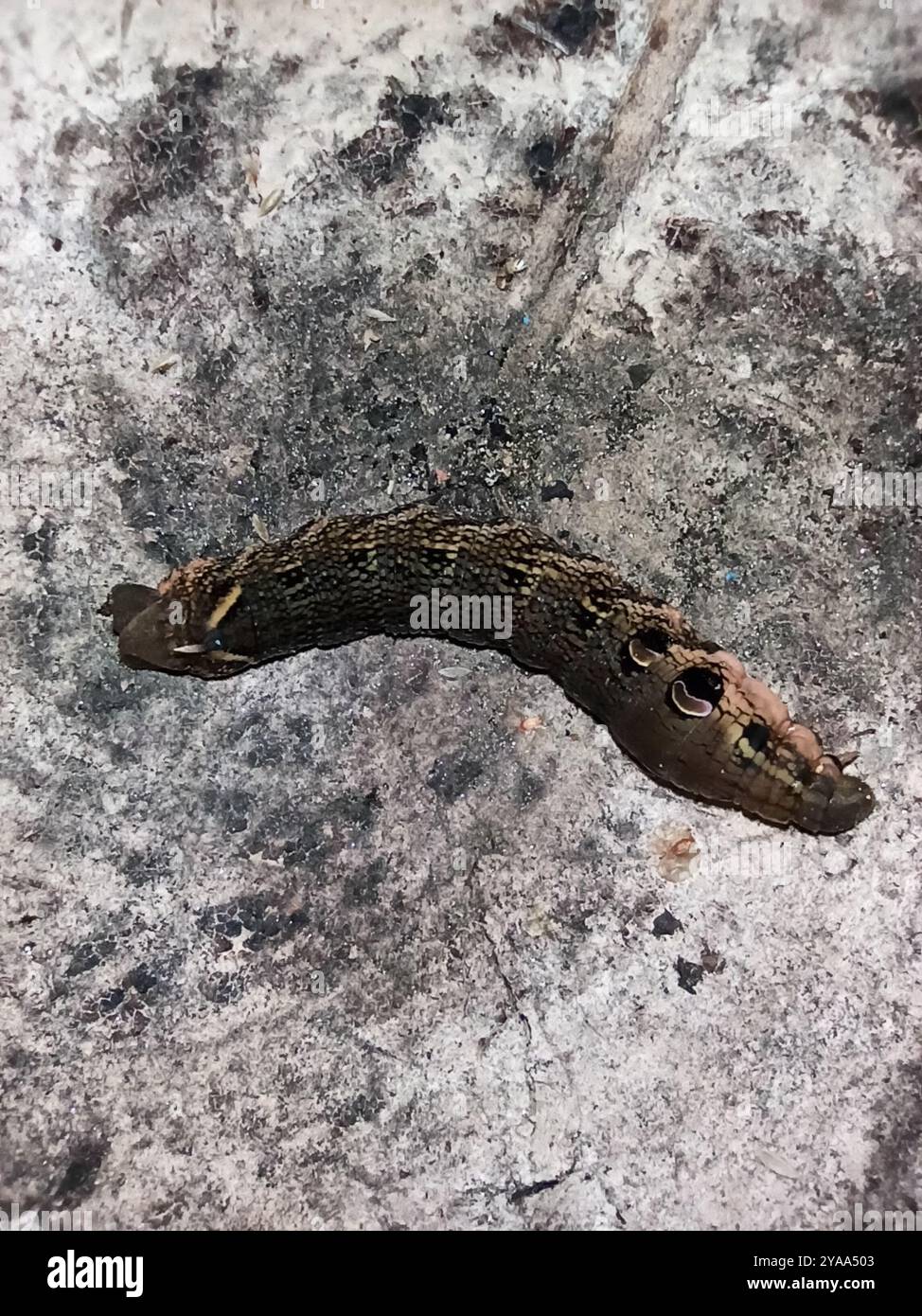 Elephant Hawkmoth (Deilephila elpenor) Insecta Stock Photo - Alamy