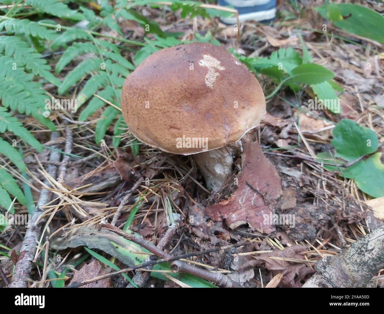 King Bolete (Boletus edulis) Fungi Stock Photo - Alamy