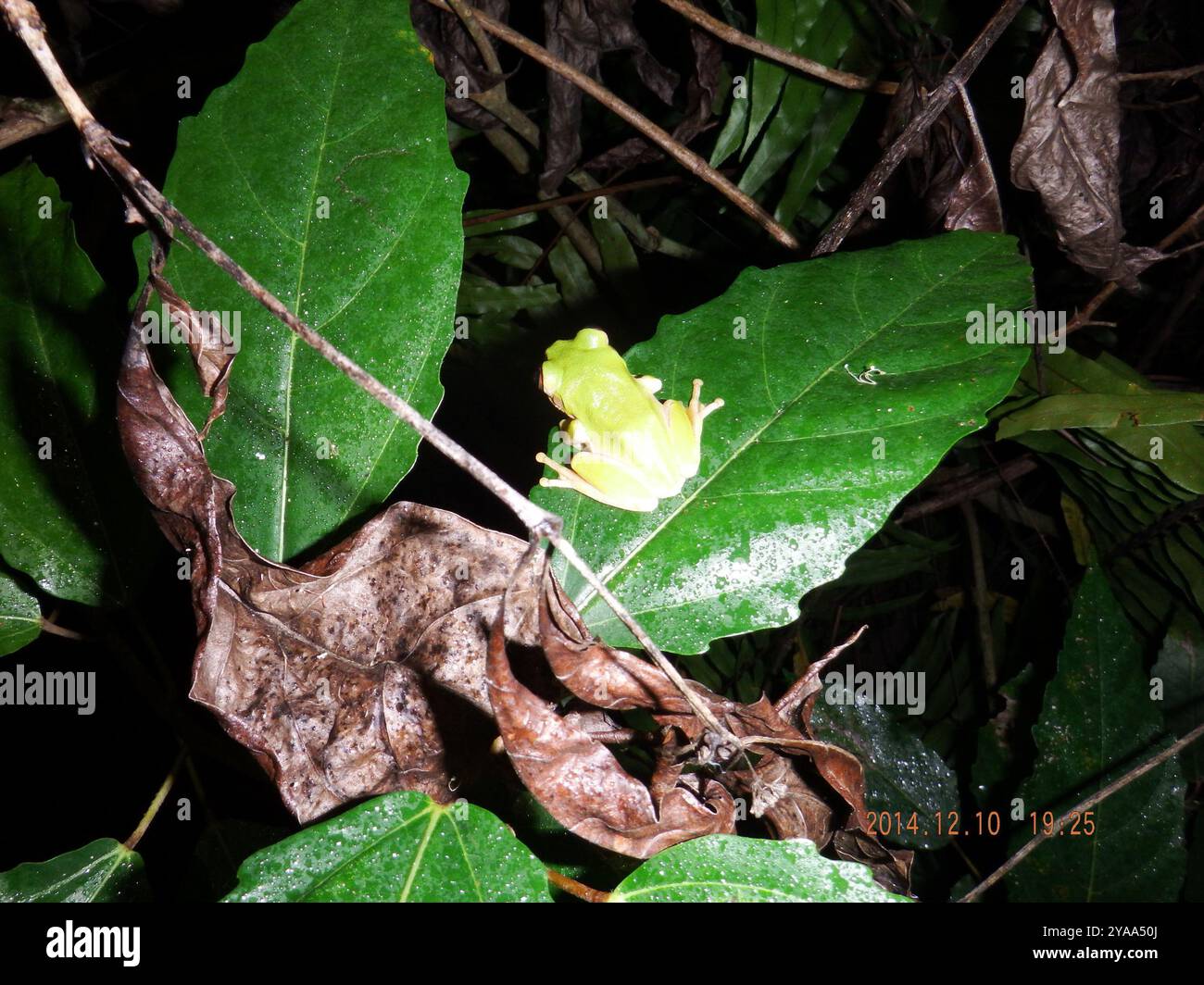 Natal Forest Tree Frog (Leptopelis natalensis) Amphibia Stock Photo - Alamy