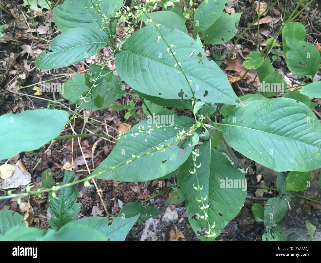 American jumpseed (Persicaria virginiana) Plantae Stock Photo - Alamy