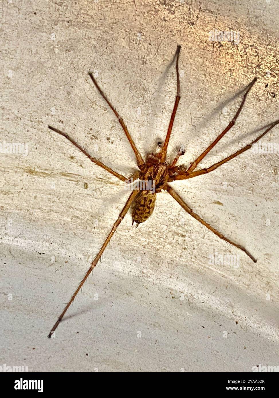 Giant House Spider (Eratigena duellica) Arachnida Stock Photo - Alamy