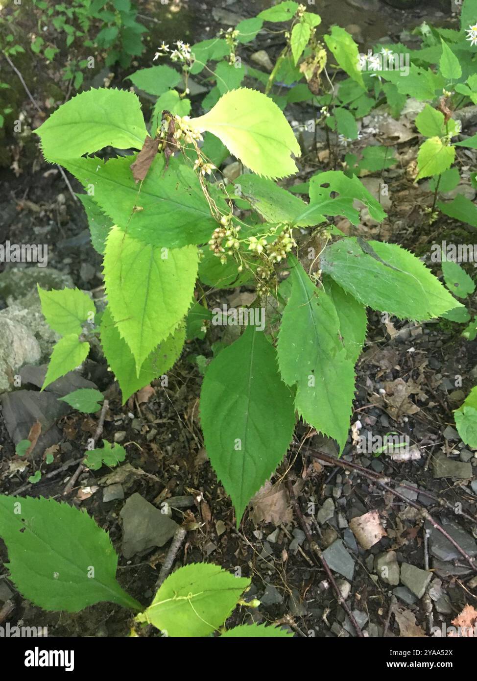 dodders (Cuscuta) Plantae Stock Photo - Alamy