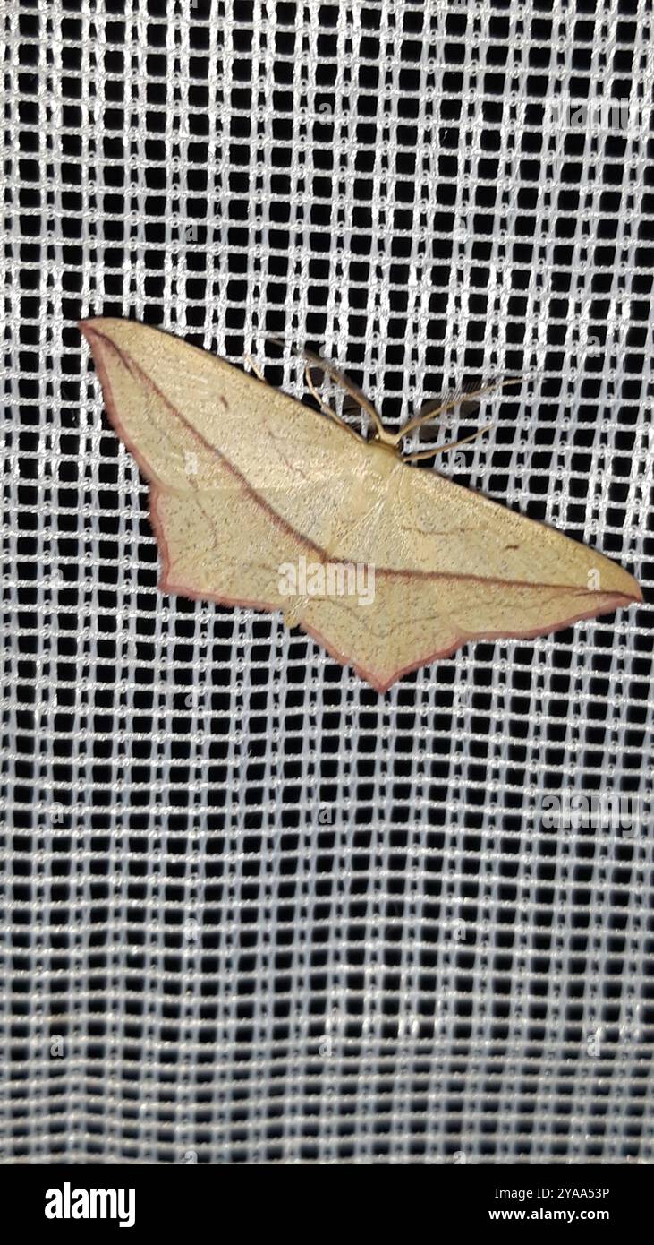 Blood Vein (Timandra comae) Insecta Stock Photo - Alamy