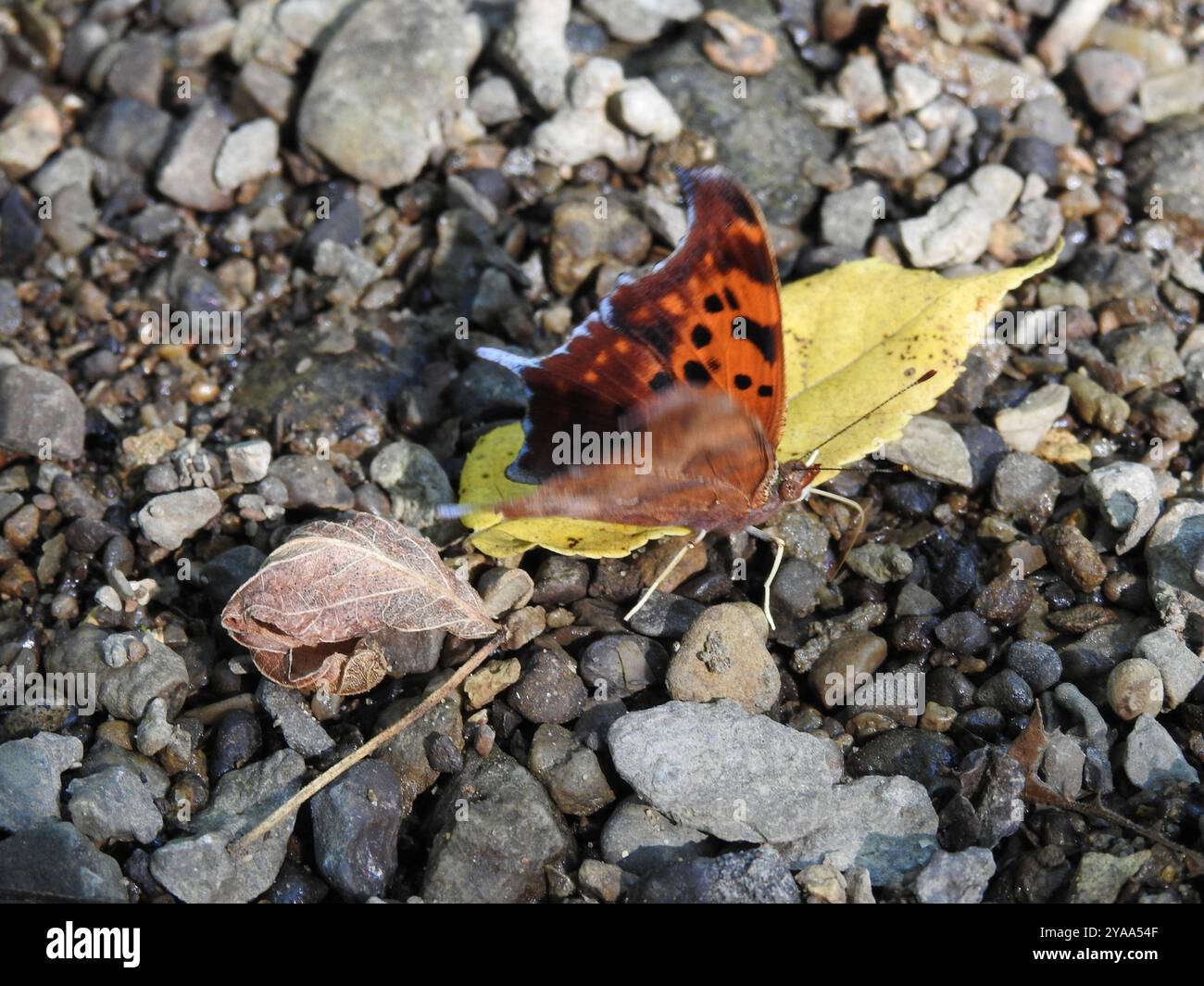 Question Mark (Polygonia interrogationis) Insecta Stock Photo - Alamy