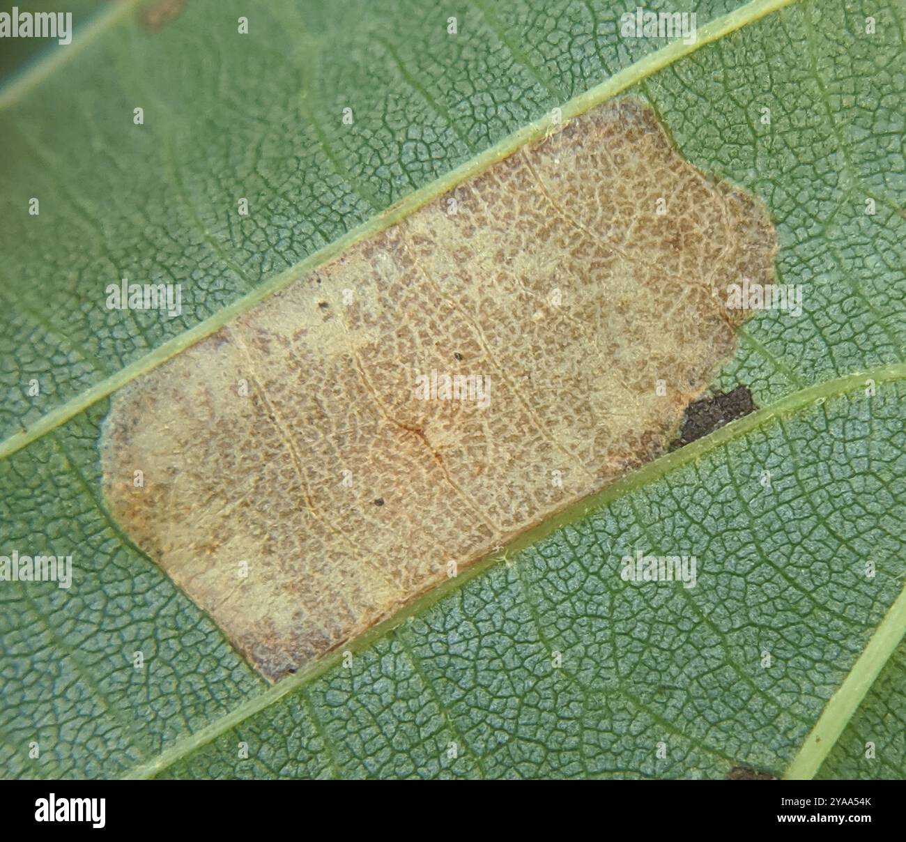Basswood Miner Moth (Phyllonorycter lucetiella) Insecta Stock Photo - Alamy