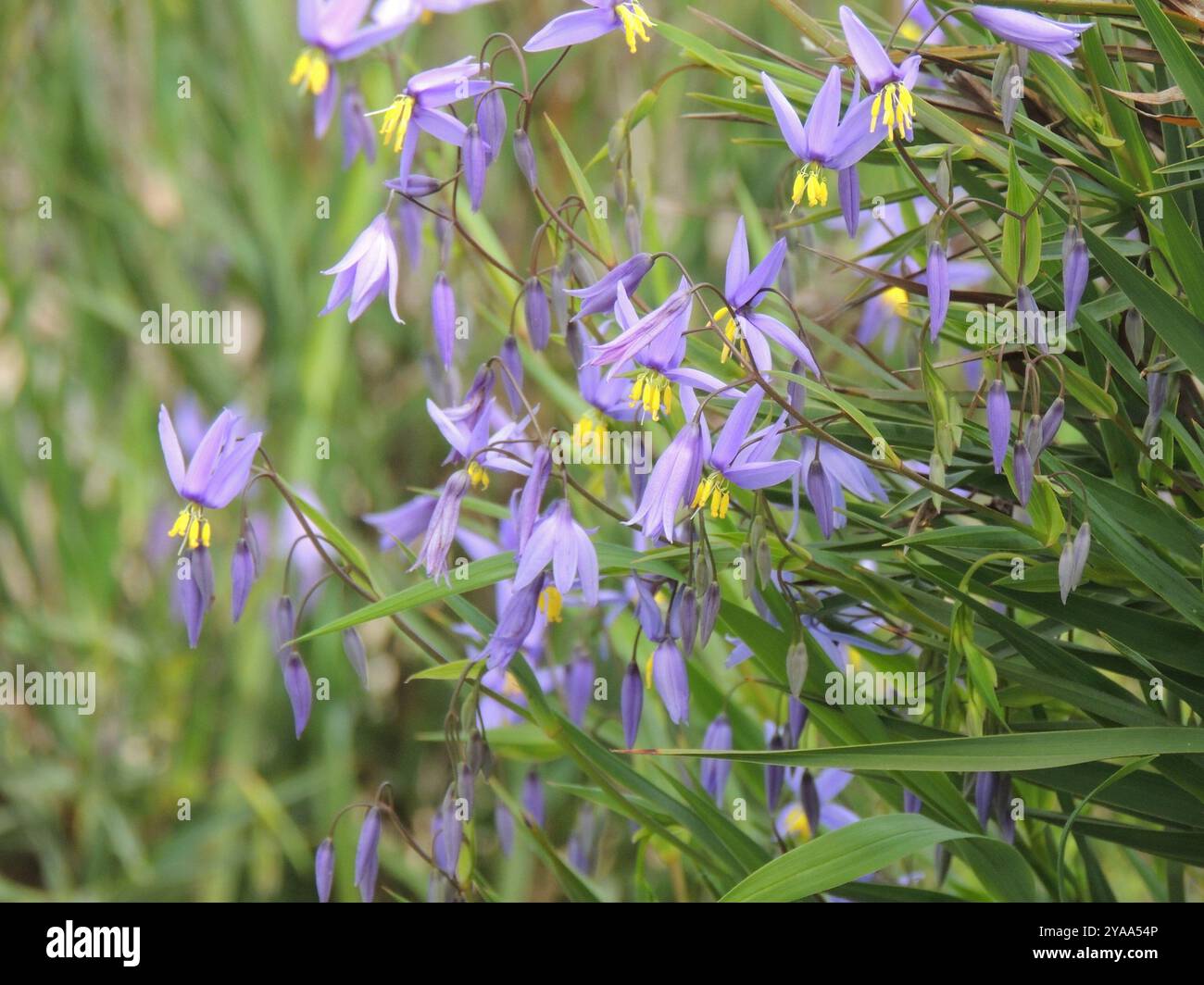 nodding blue lily (Stypandra glauca) Plantae Stock Photo - Alamy