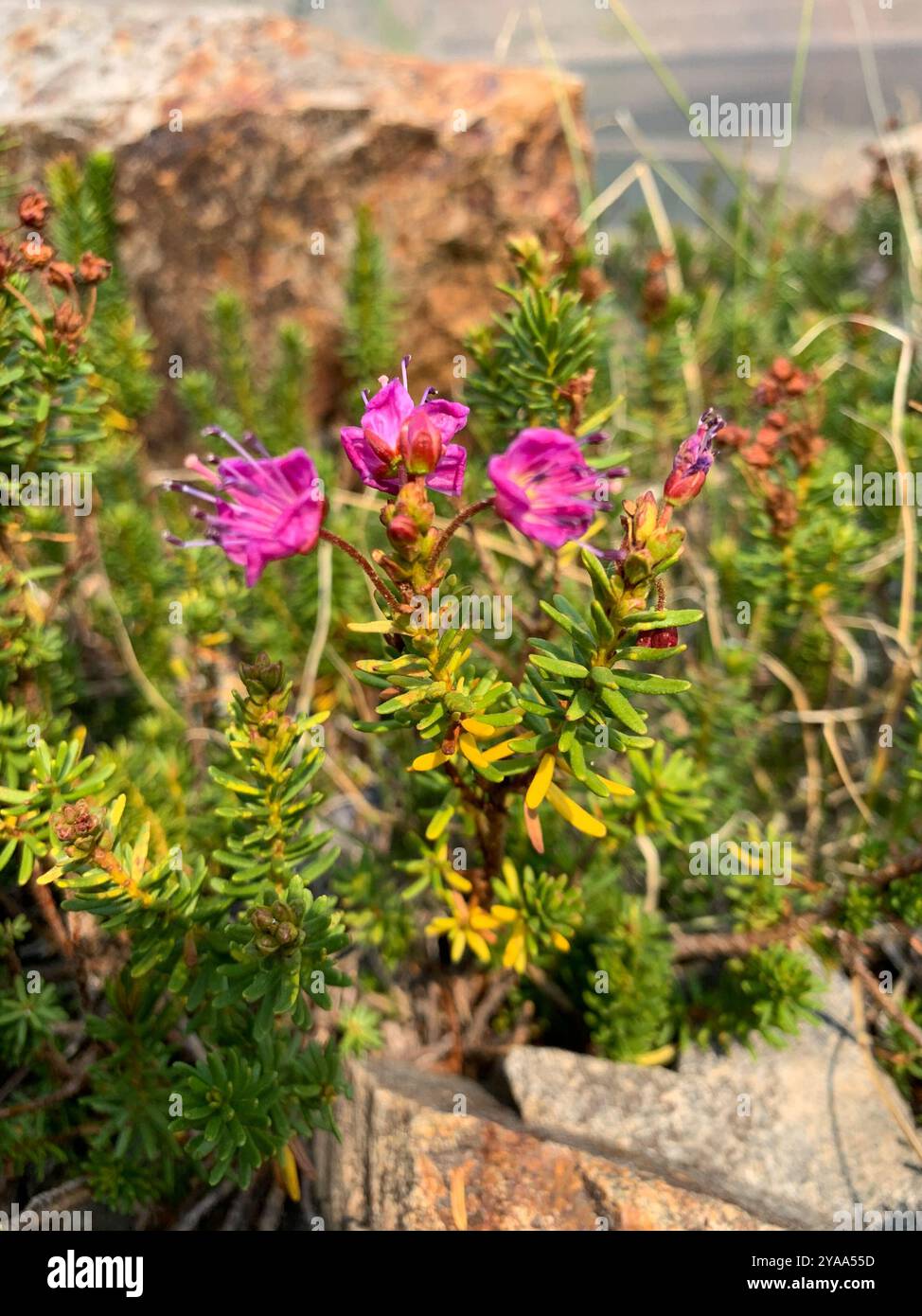 Purple Mountain-heath (Phyllodoce breweri) Plantae Stock Photo - Alamy