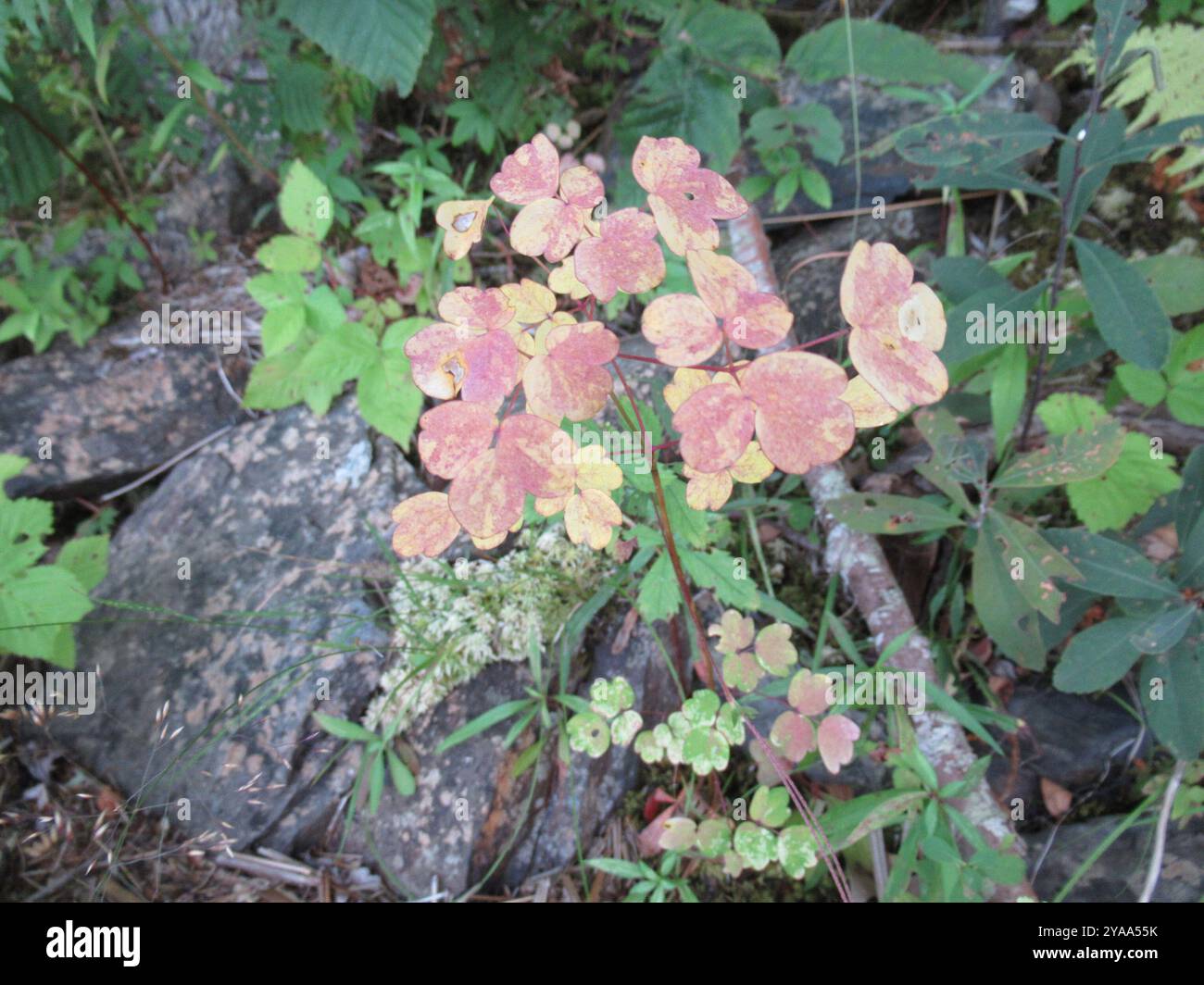 tall meadow-rue (Thalictrum pubescens) Plantae Stock Photo - Alamy