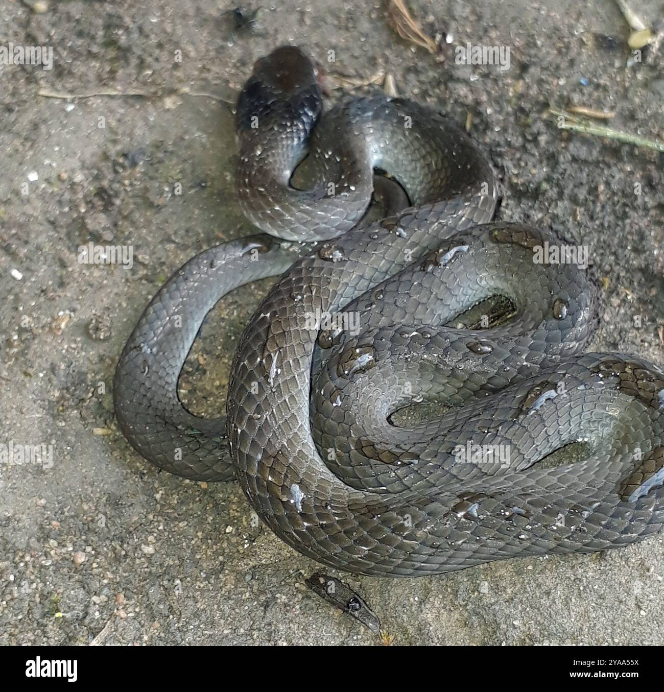 Red-lipped Snake (Crotaphopeltis hotamboeia) Reptilia Stock Photo - Alamy
