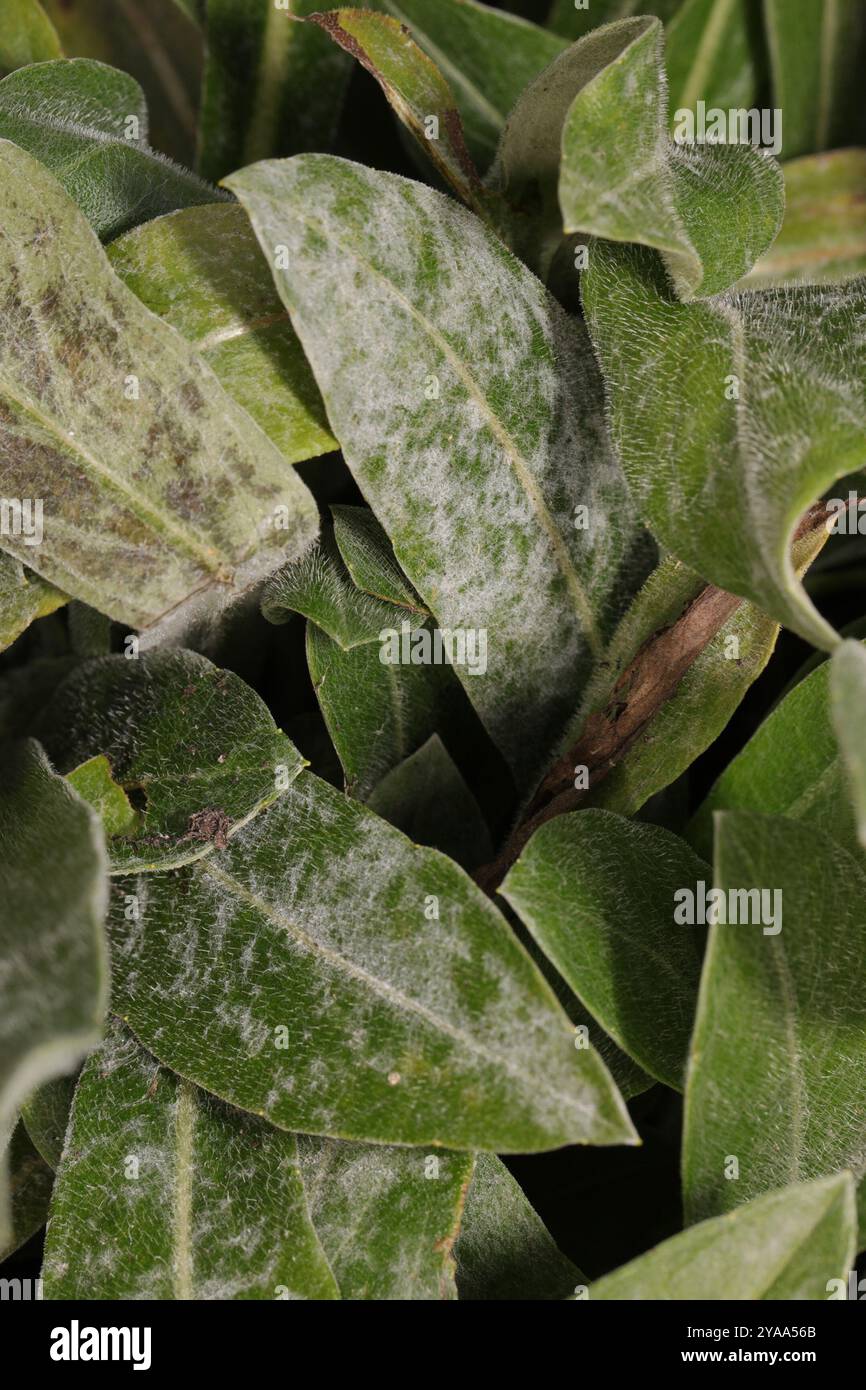 (Podosphaera xanthii) Fungi Stock Photo - Alamy