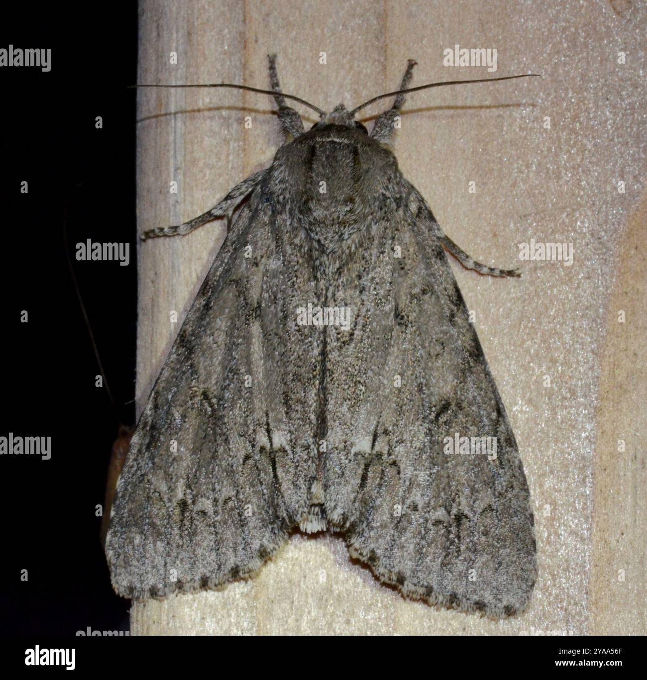 American Dagger (Acronicta americana) Insecta Stock Photo - Alamy