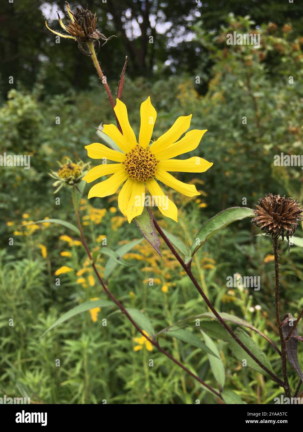 giant sunflower (Helianthus giganteus) Plantae Stock Photo - Alamy