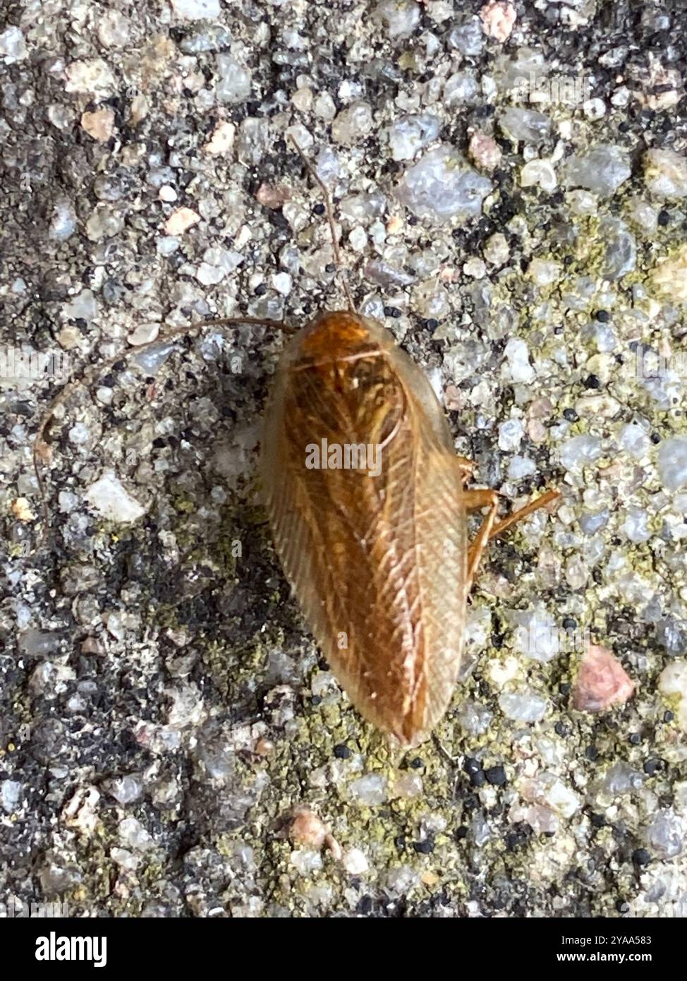 Amber Wood Cockroach (Ectobius vittiventris) Insecta Stock Photo - Alamy