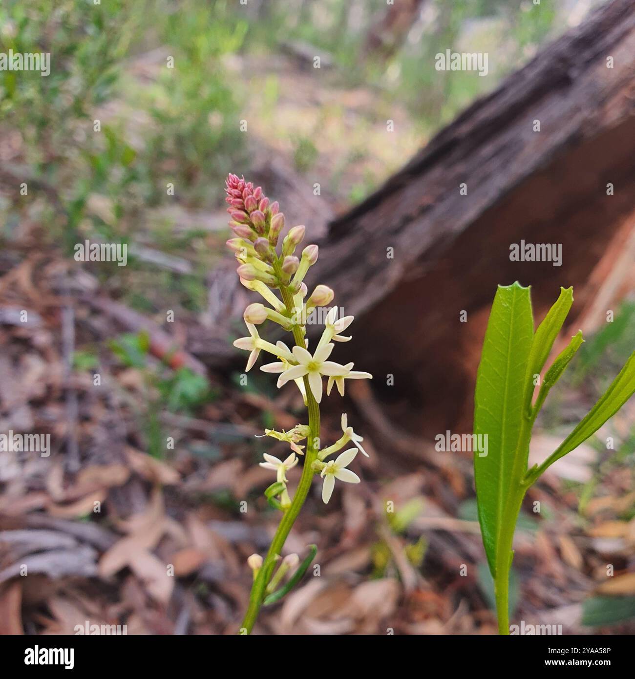 Creamy Candles (Stackhousia monogyna) Plantae Stock Photo - Alamy