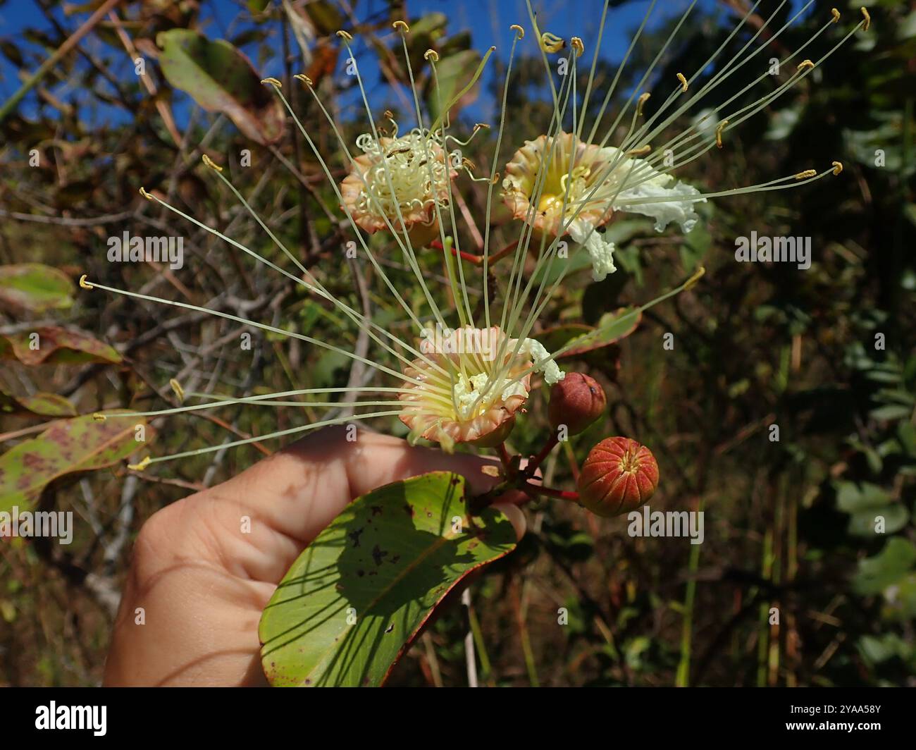 mangava-brava (Lafoensia pacari) Plantae Stock Photo - Alamy