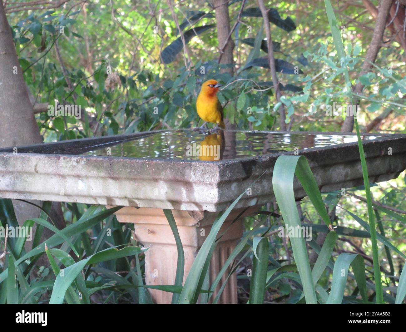 Southern Spectacled Weaver (Ploceus ocularis ocularis) Aves Stock Photo ...