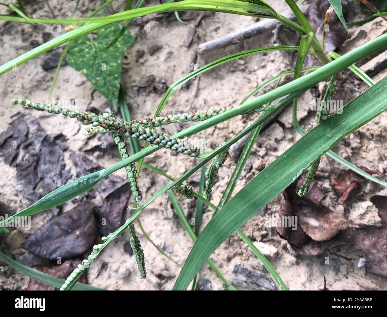 bull crowngrass (Paspalum boscianum) Plantae Stock Photo - Alamy