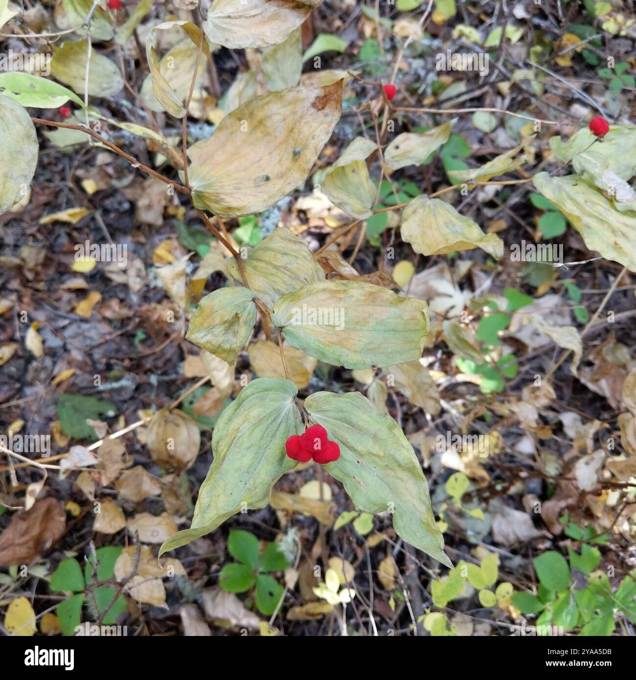 rough-fruited fairybells (Prosartes trachycarpa) Plantae Stock Photo ...