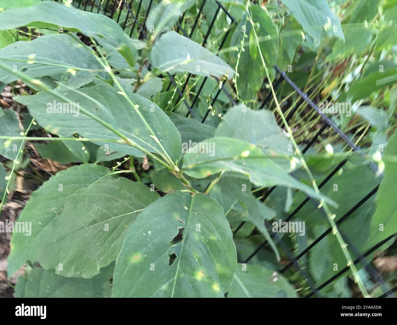 American jumpseed (Persicaria virginiana) Plantae Stock Photo - Alamy