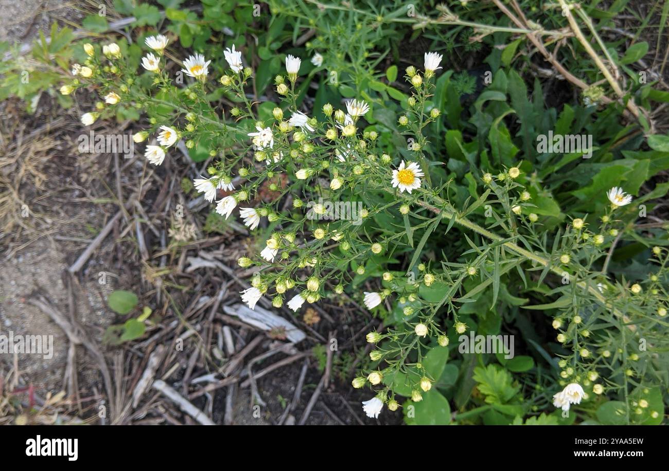 hairy white oldfield aster (Symphyotrichum pilosum) Plantae Stock Photo ...